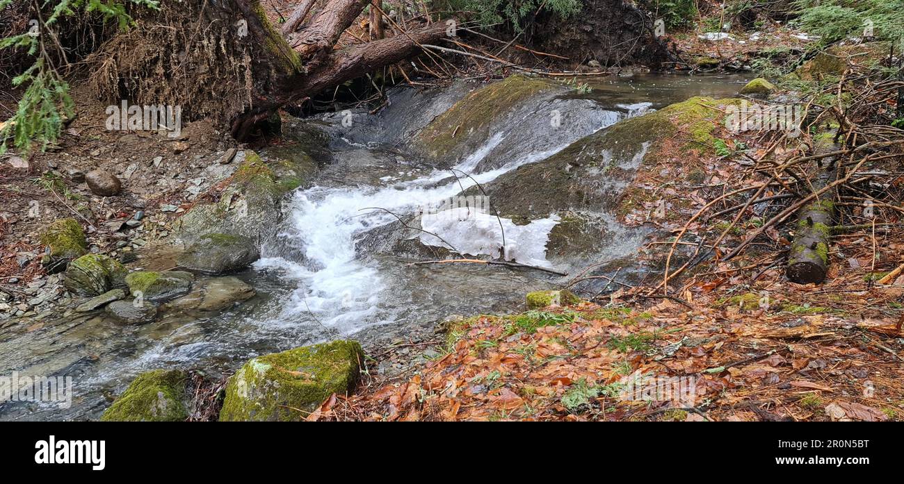 small river in the middle of the forest Stock Photo - Alamy