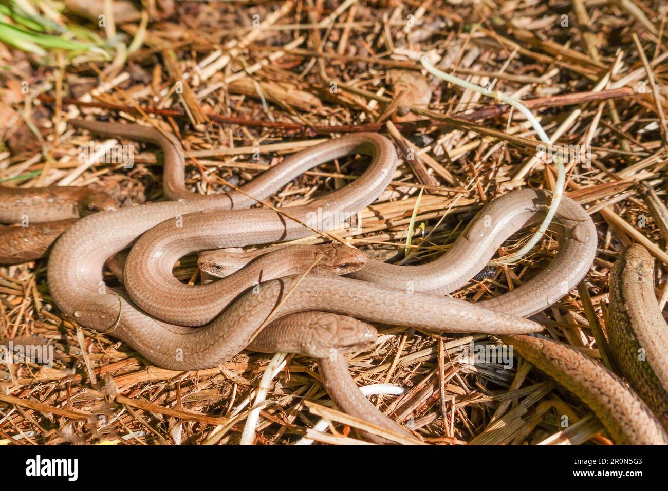 Slow worm corrugated hi-res stock photography and images - Alamy