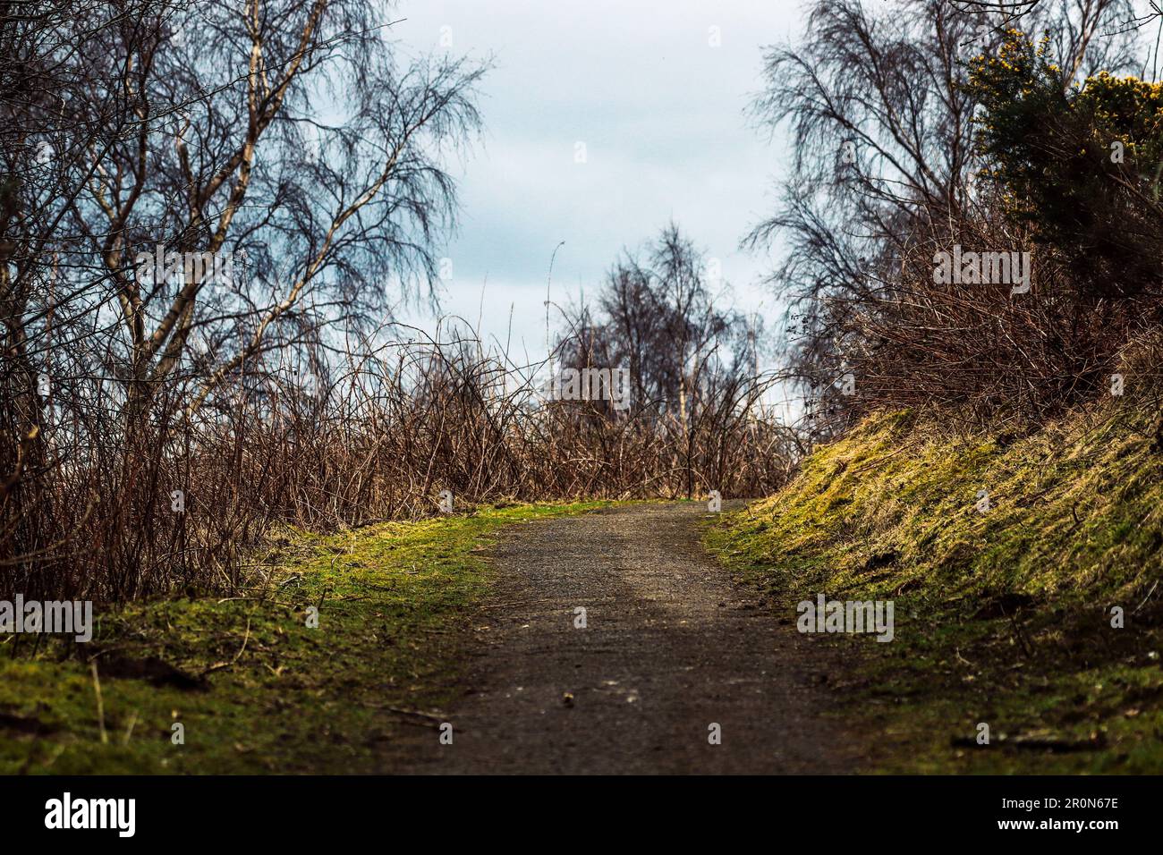 A winding dirt path through a parched and desolate woodland Stock Photo ...