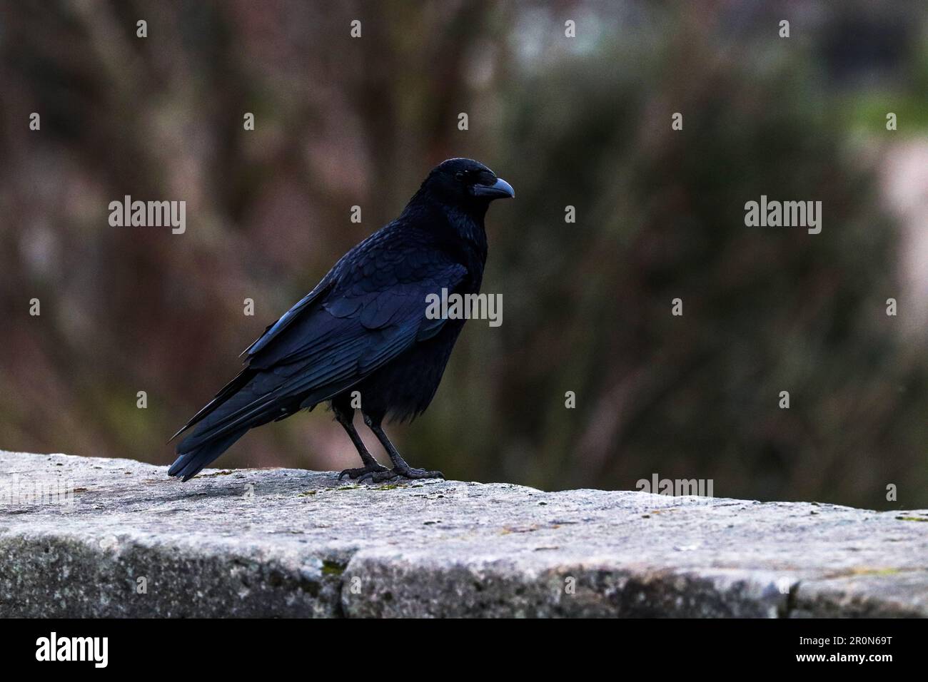 A black crow perched atop a rough stone ledge in an outdoor wooded area ...