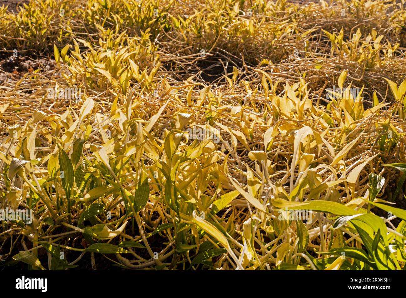 yellow curly leaves undersized plants against the sun. gardening Stock ...