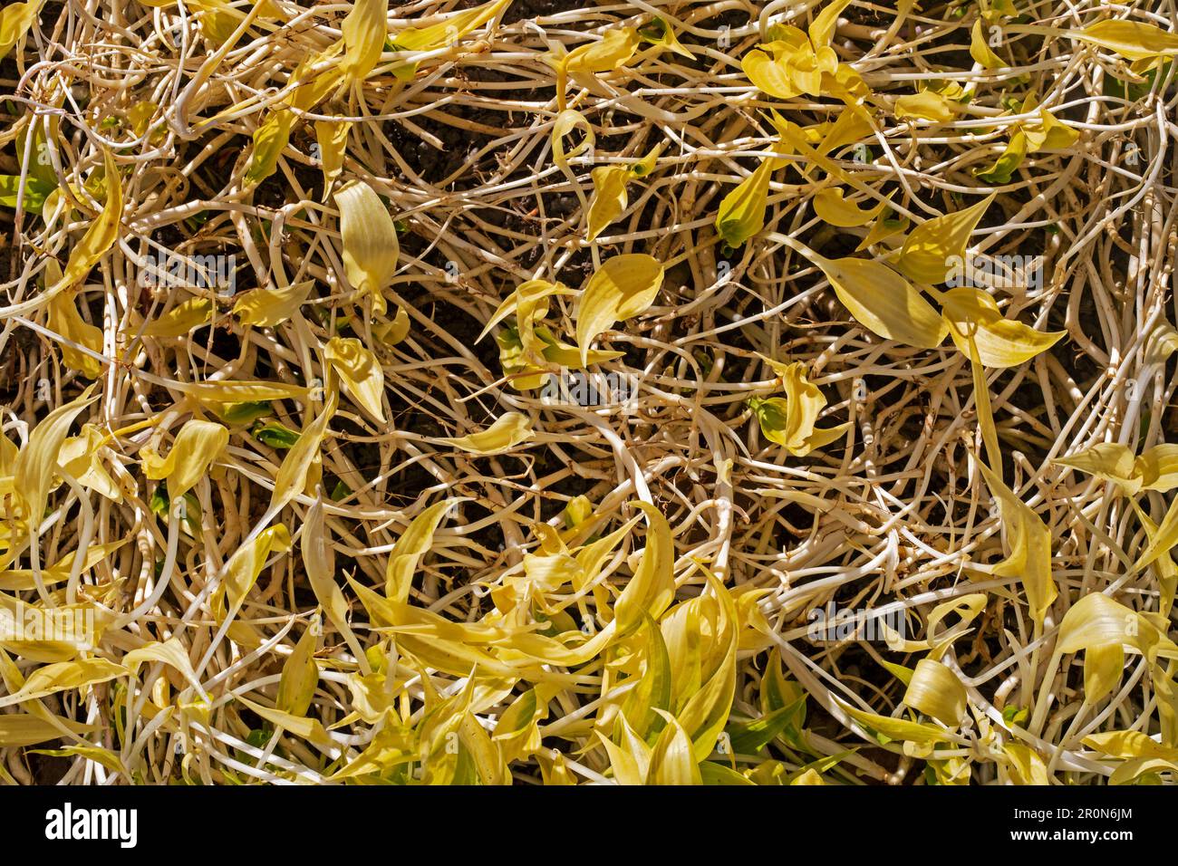 Curly leaves hi-res stock photography and images - Alamy