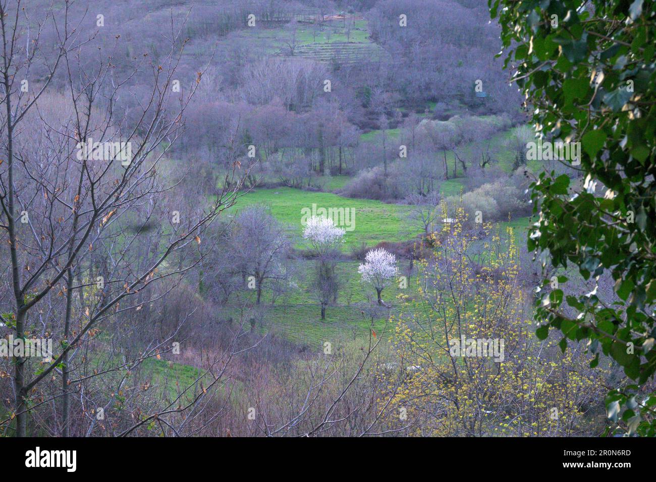 Isolated almond trees in bloom in spring in Atlantic landscape ...