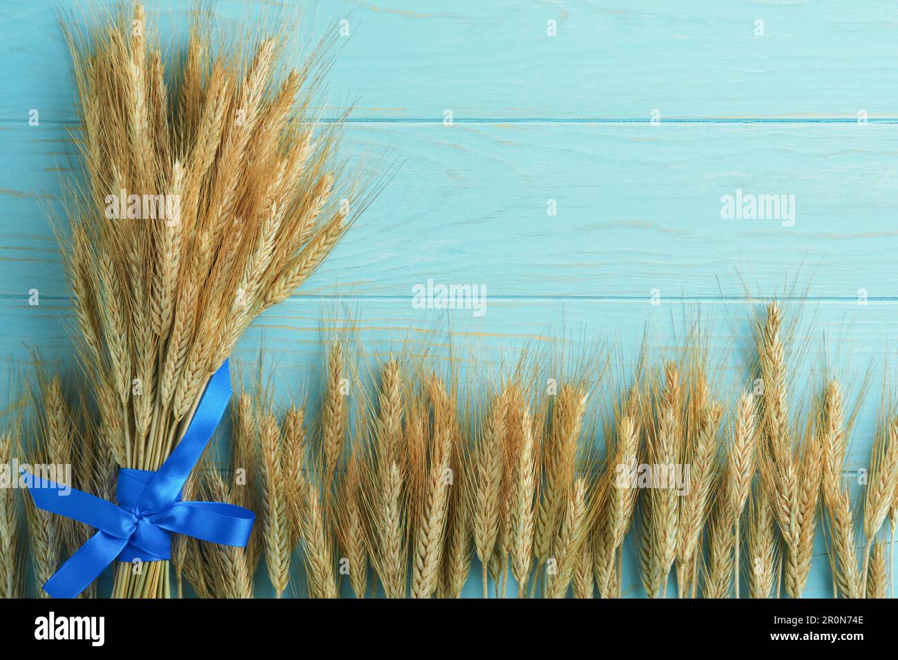 Shavuot jewish holiday celebration. Bouquet of golden ripe wheat with ...