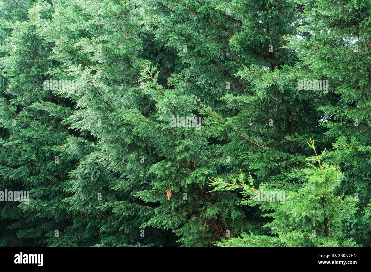 Pine Tree Leaves Wallpaper