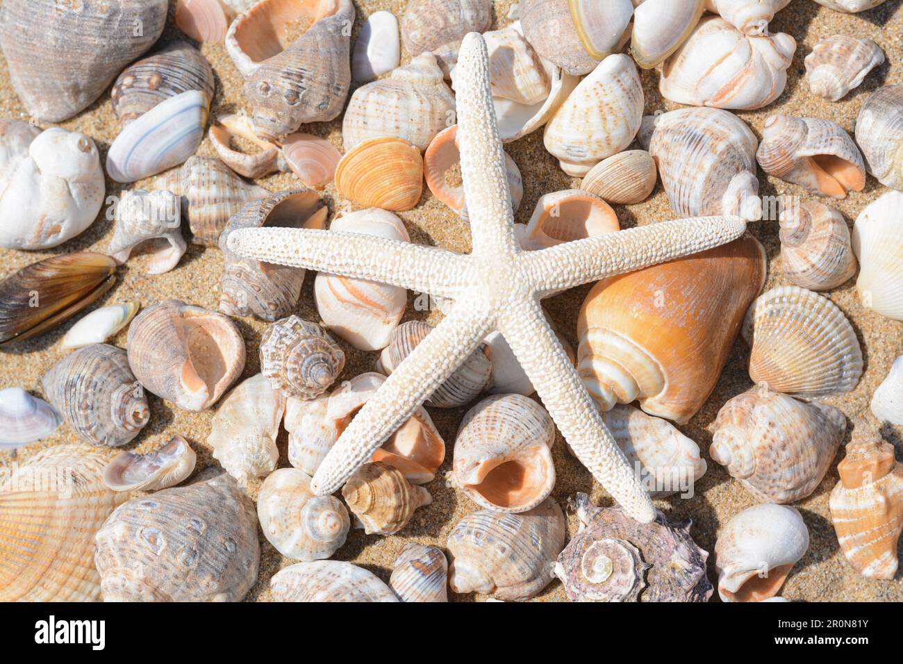 Flat scallop shells hi-res stock photography and images - Alamy