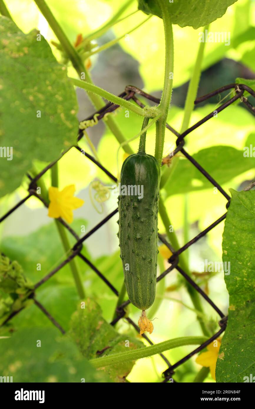 Natural fence on vegetable garden hi-res stock photography and images ...