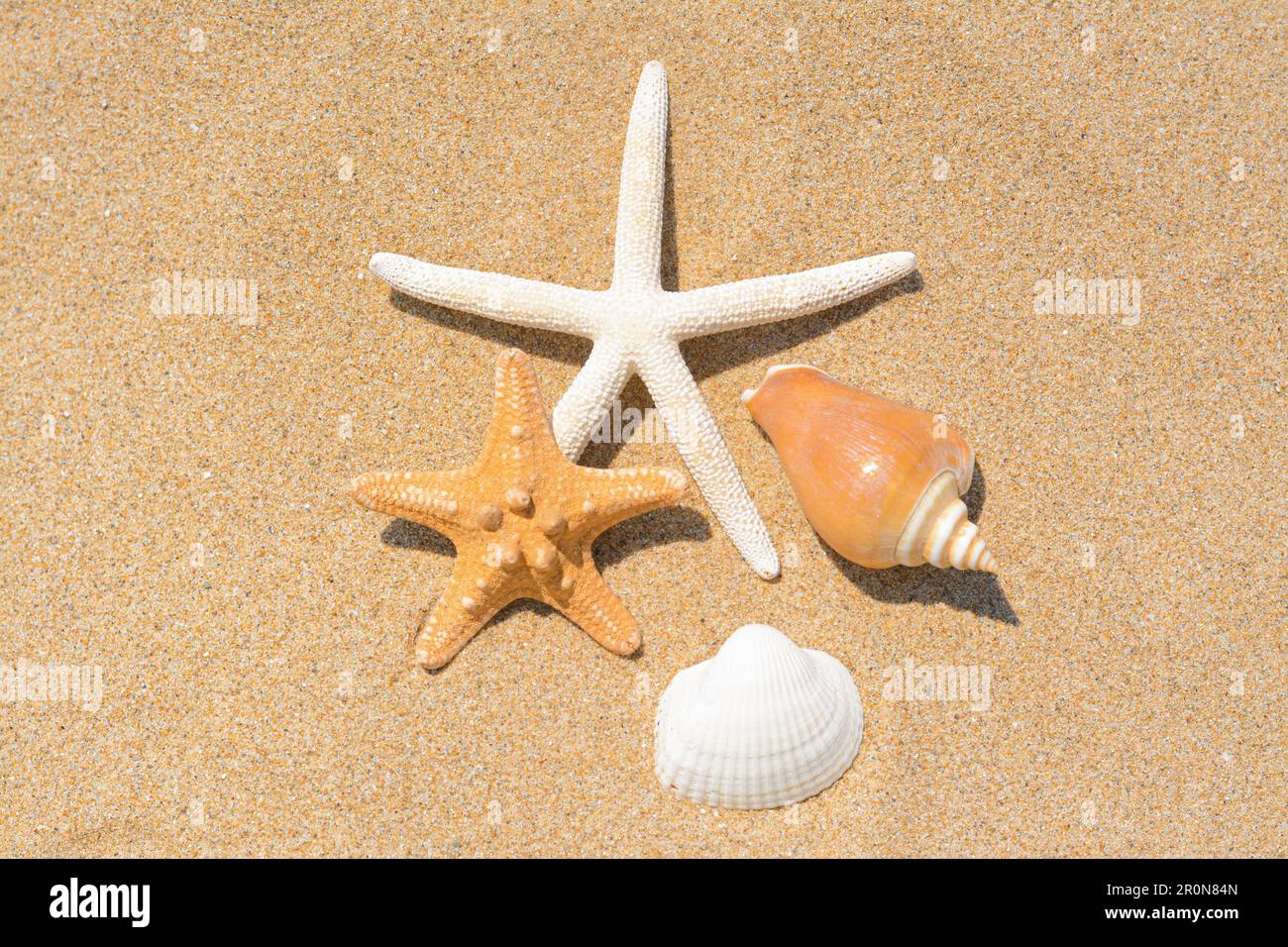 Different sea shells starfishes hi-res stock photography and images - Alamy