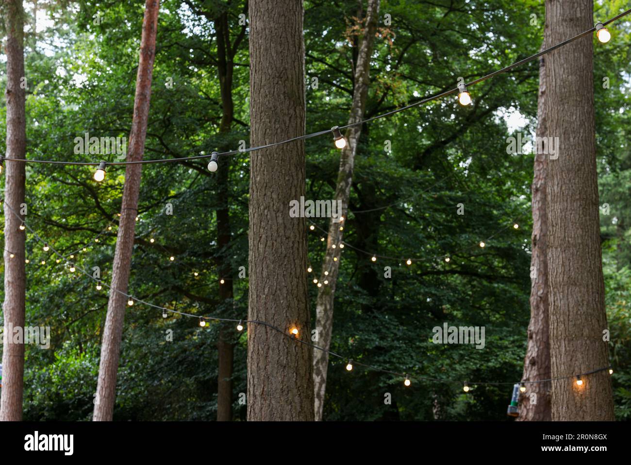 Lights hanging in forest hi-res stock photography and images - Alamy