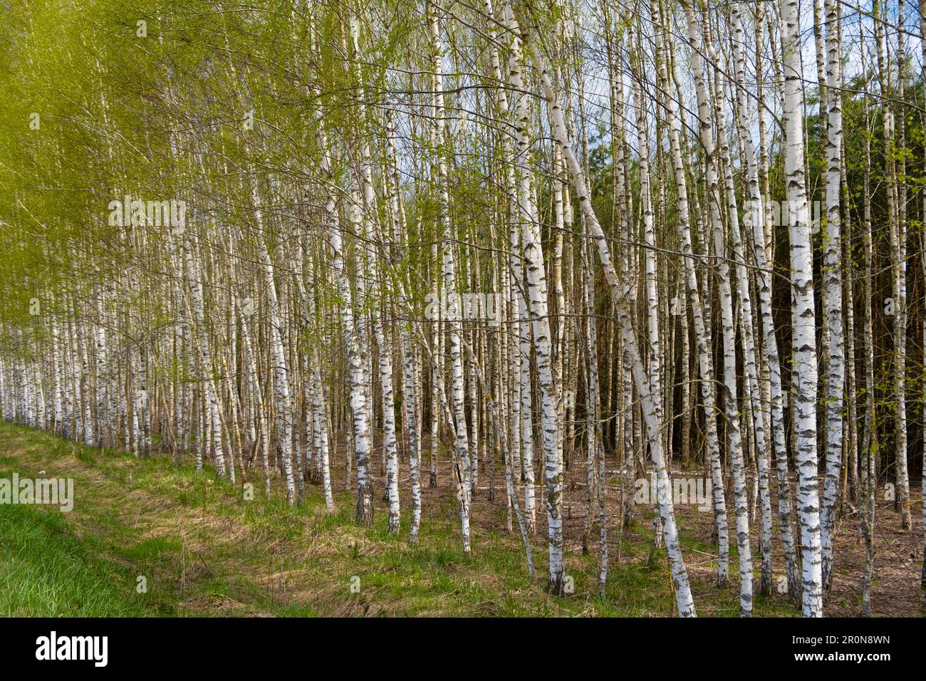 Young silver birch tree green hi-res stock photography and images - Alamy