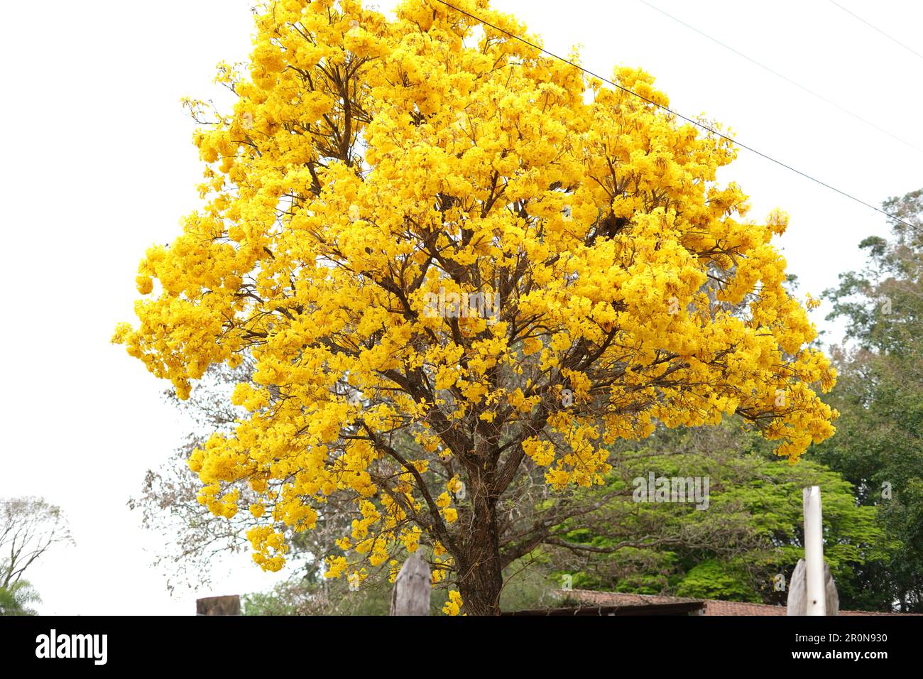 Ipe tree hi-res stock photography and images - Alamy