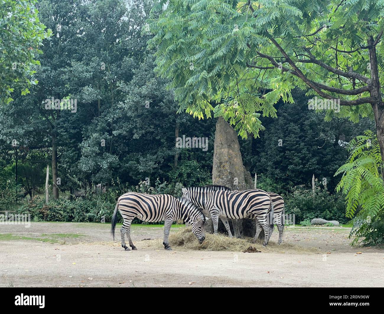 Beautiful striped African zebras in zoo enclosure Stock Photo - Alamy