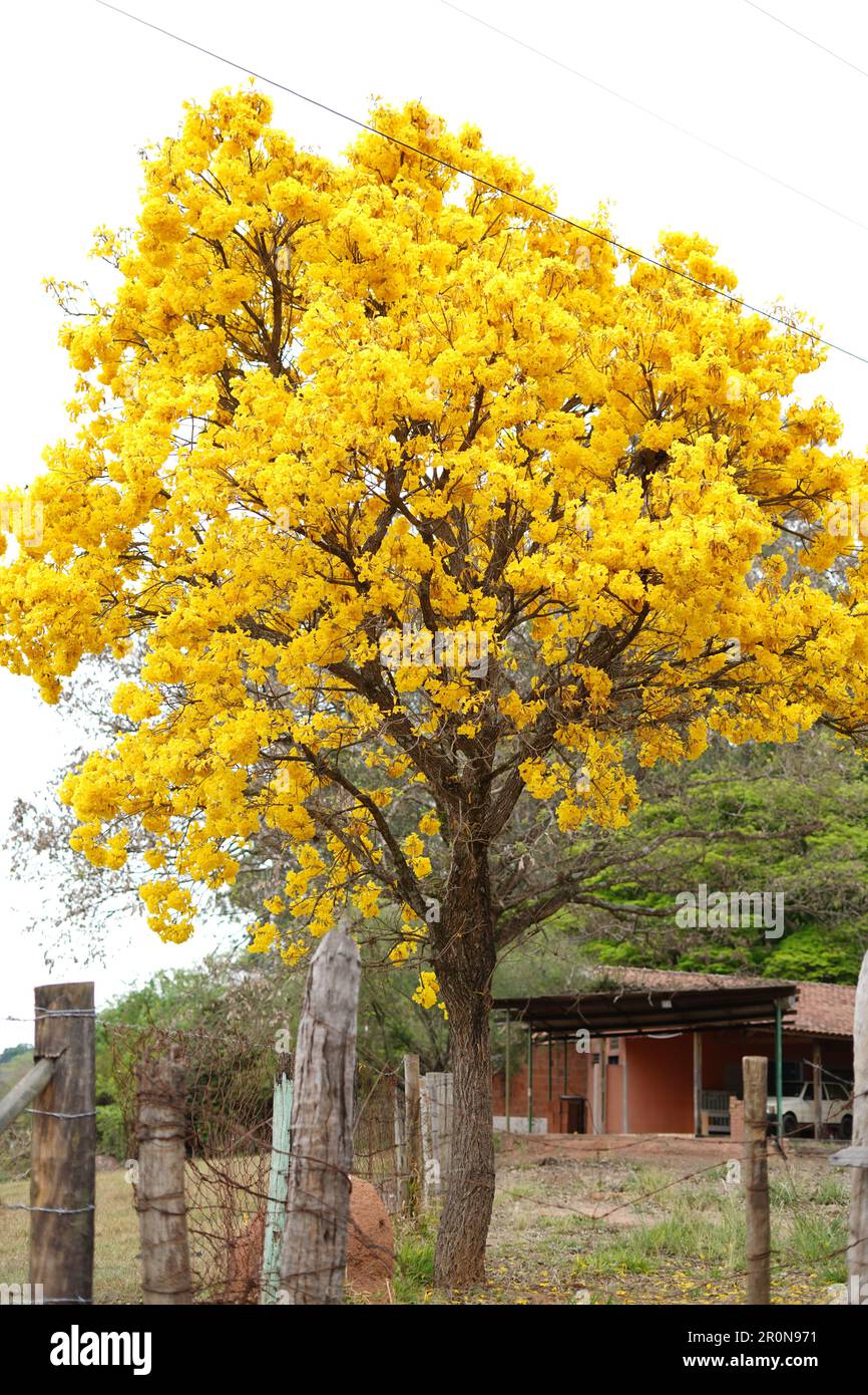 flowering yellow ipe tree Stock Photo - Alamy