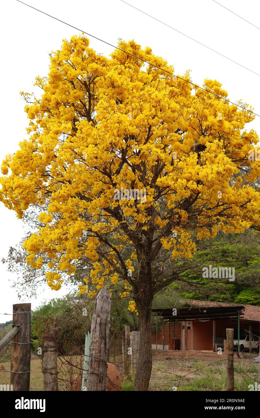 flowering yellow ipe tree Stock Photo - Alamy