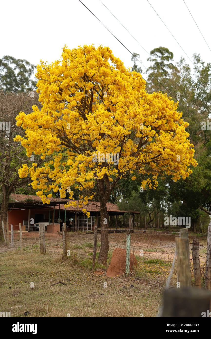 flowering yellow ipe tree Stock Photo - Alamy