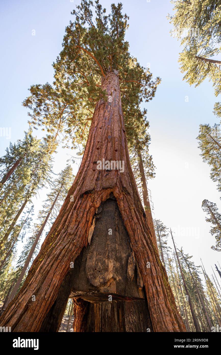 Tall tree branches reaching high up to the sky hi-res stock photography ...