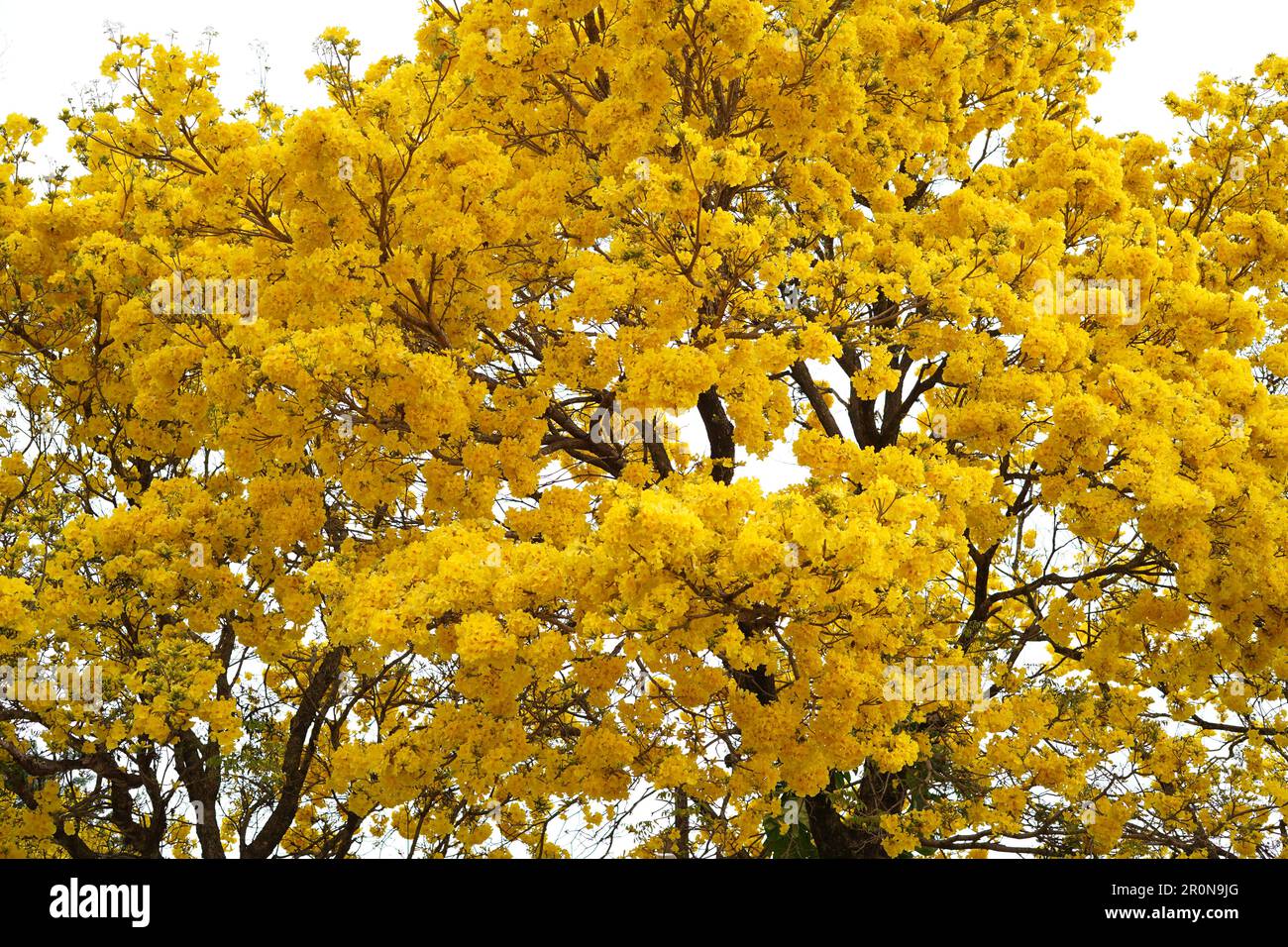 flowering yellow ipe tree Stock Photo - Alamy
