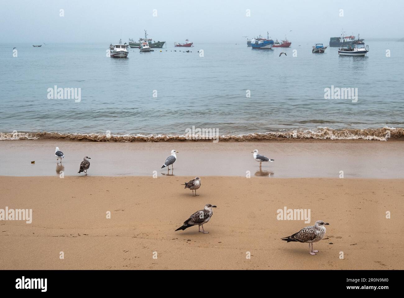 Seagulls on the beach, in the background fishing boats in the fog ...