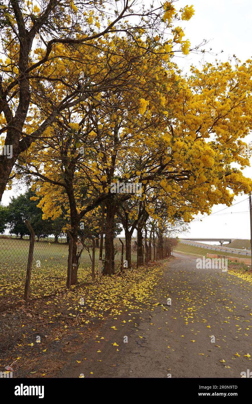 flowering yellow ipe tree Stock Photo - Alamy