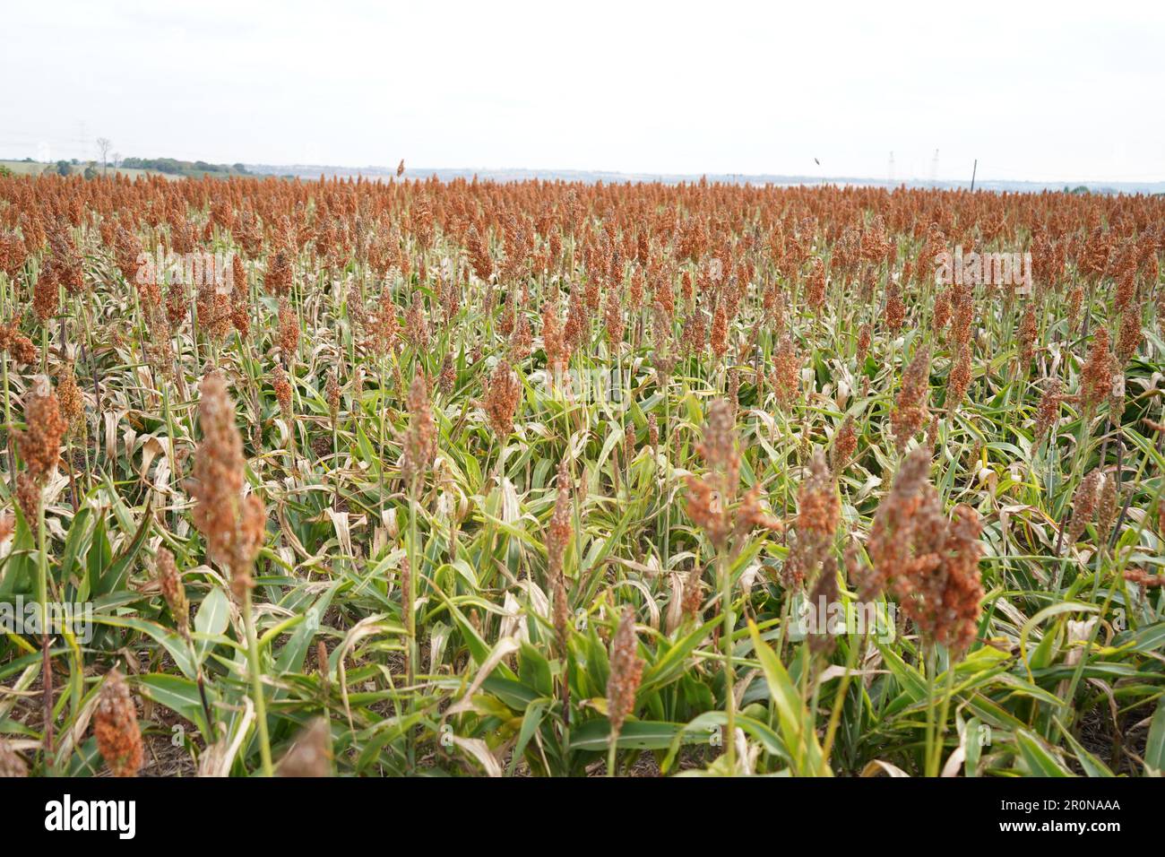 sorghum plantation on the farm Stock Photo - Alamy
