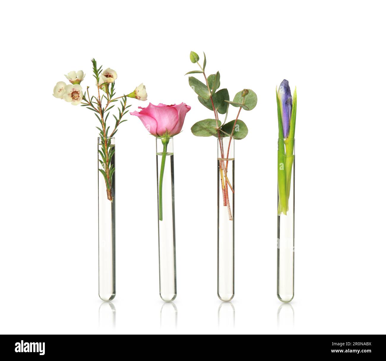 Different plants in test tubes on white background Stock Photo - Alamy
