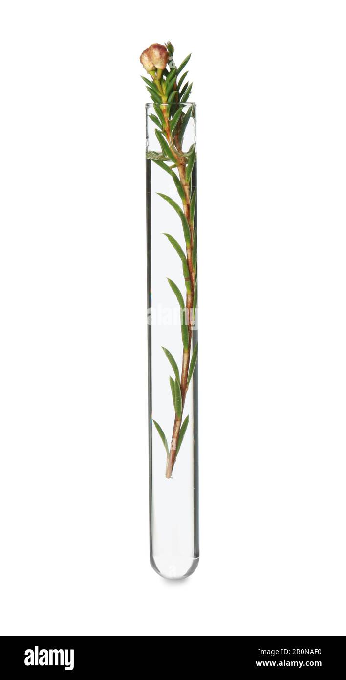 Test tube flower nobody hi-res stock photography and images - Alamy