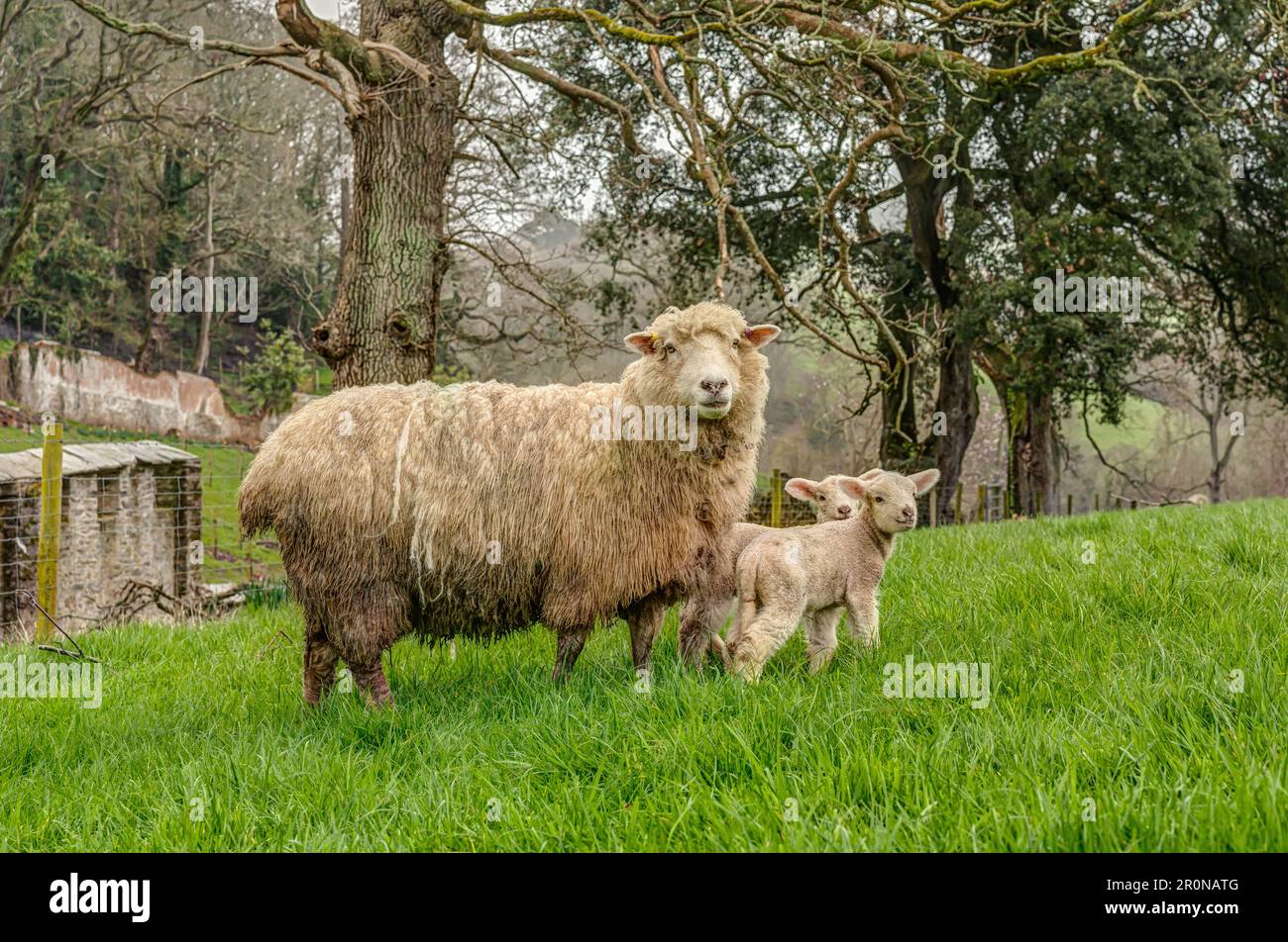 A very proud Dorset ewe with two healthy one week old lambs, all ...