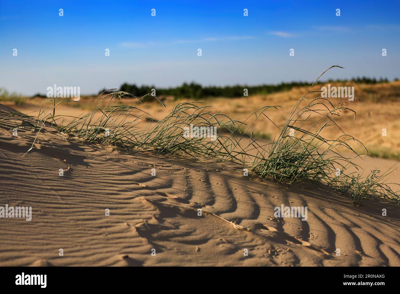 Remote desert landscape with sparse vegetation and white clouds Stock ...