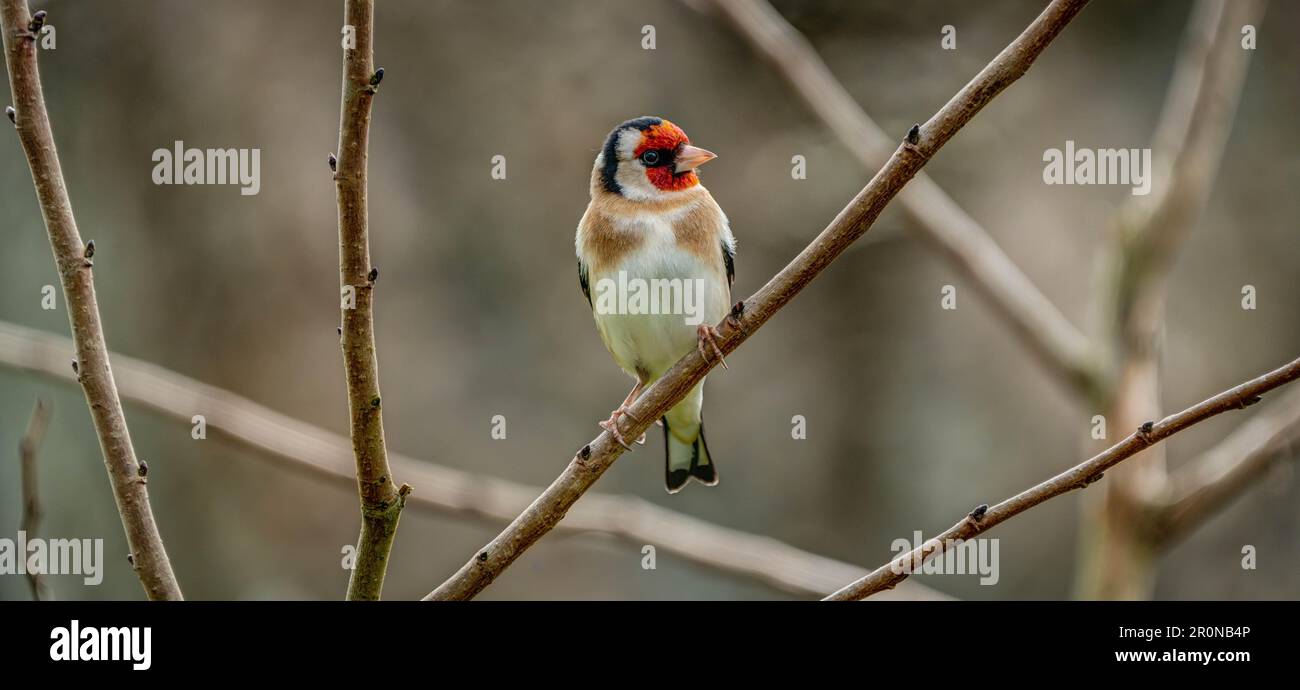 A very alert Goldfinch showing off his scary livery, although the ...