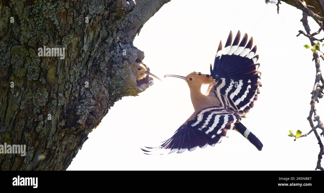 Crested Hoopoe Upupa epops it flies to the nest and carries food for ...