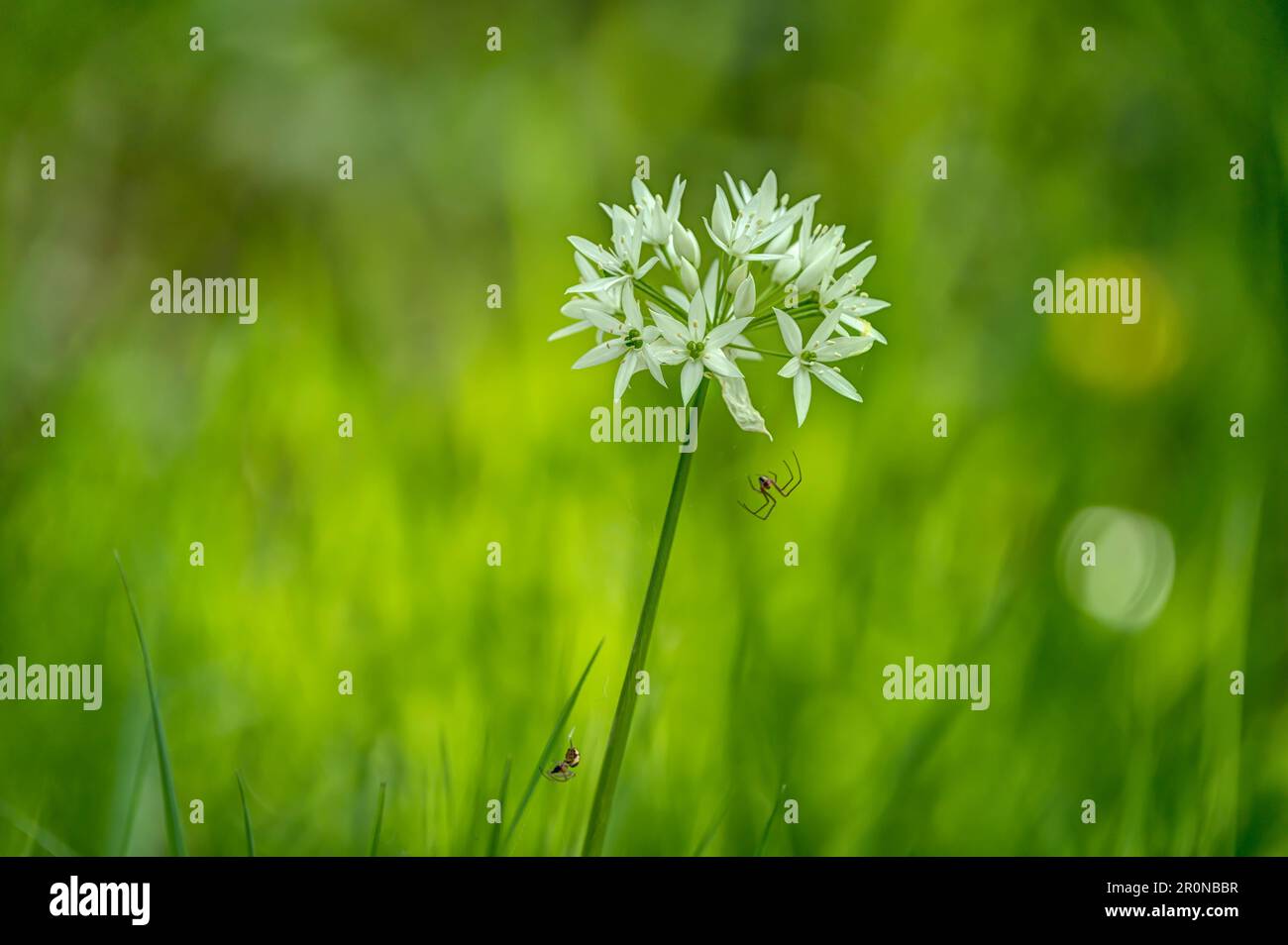 A single fresh stem of wild garlic sharply rendered against an out of ...