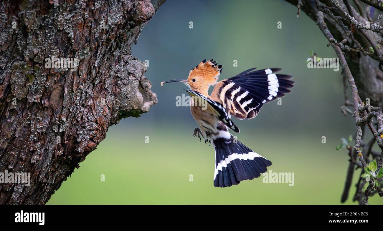Crested Hoopoe Upupa epops it flies to the nest and carries food for ...