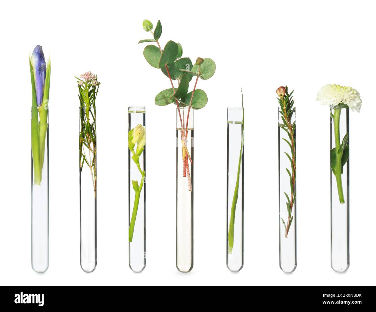 Set with different plants in test tubes on white background Stock Photo ...