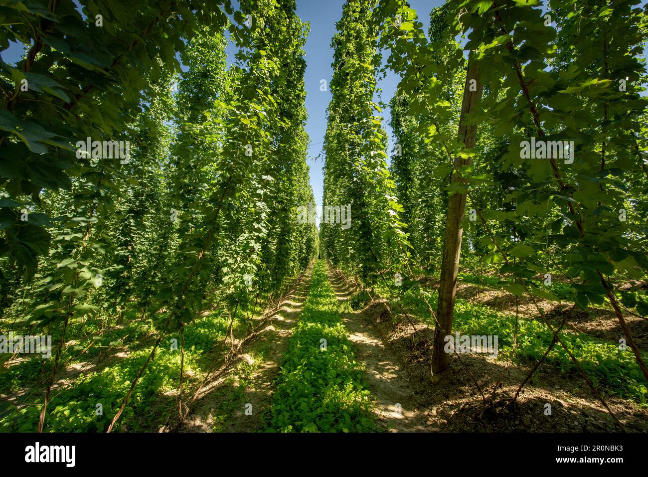 Hop teaching trail Wolnzach in the largest hop growing area in the ...