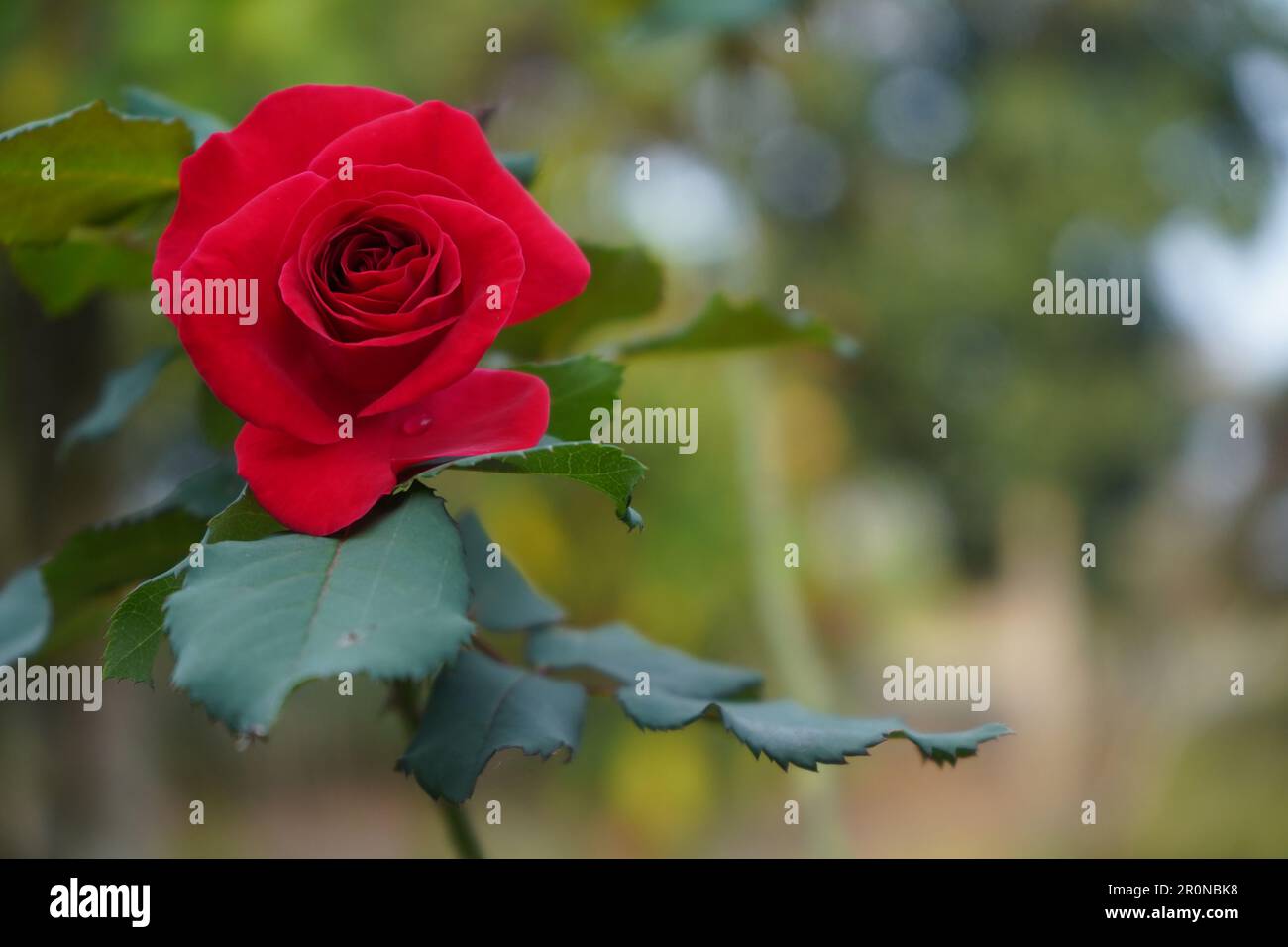red rose of love in the garden Stock Photo - Alamy