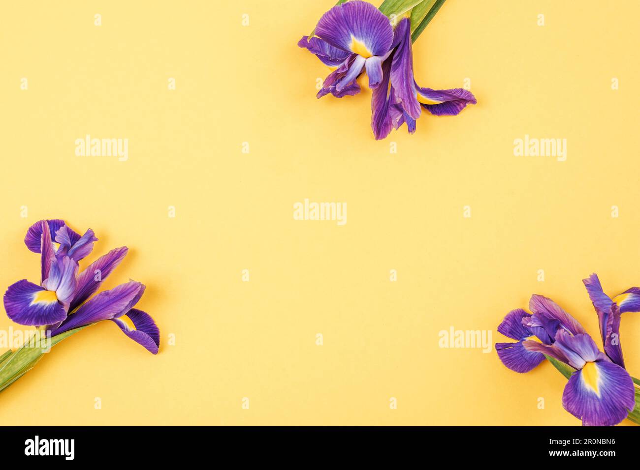 Three purple iris flowers on yellow background with copy space. Top ...
