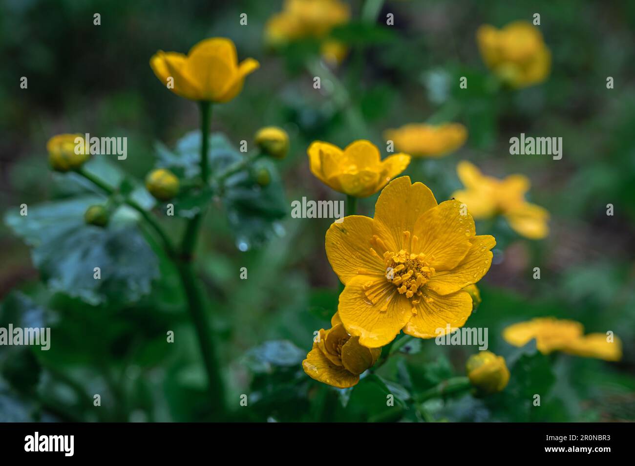 Wild flowers in rainy day. Group of yellow Caltha palustris blooming ...