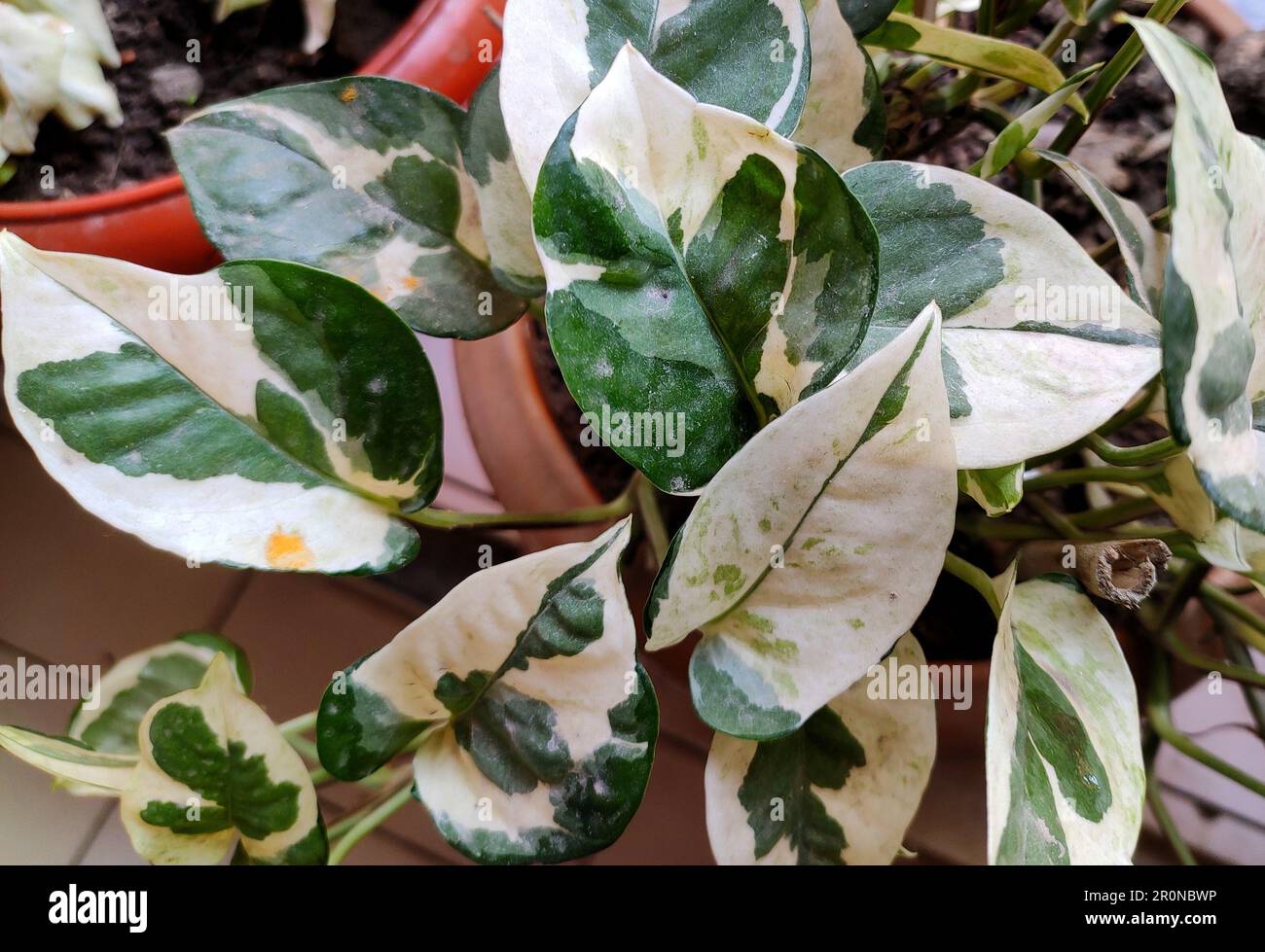 Epipremnum roots hi-res stock photography and images - Alamy