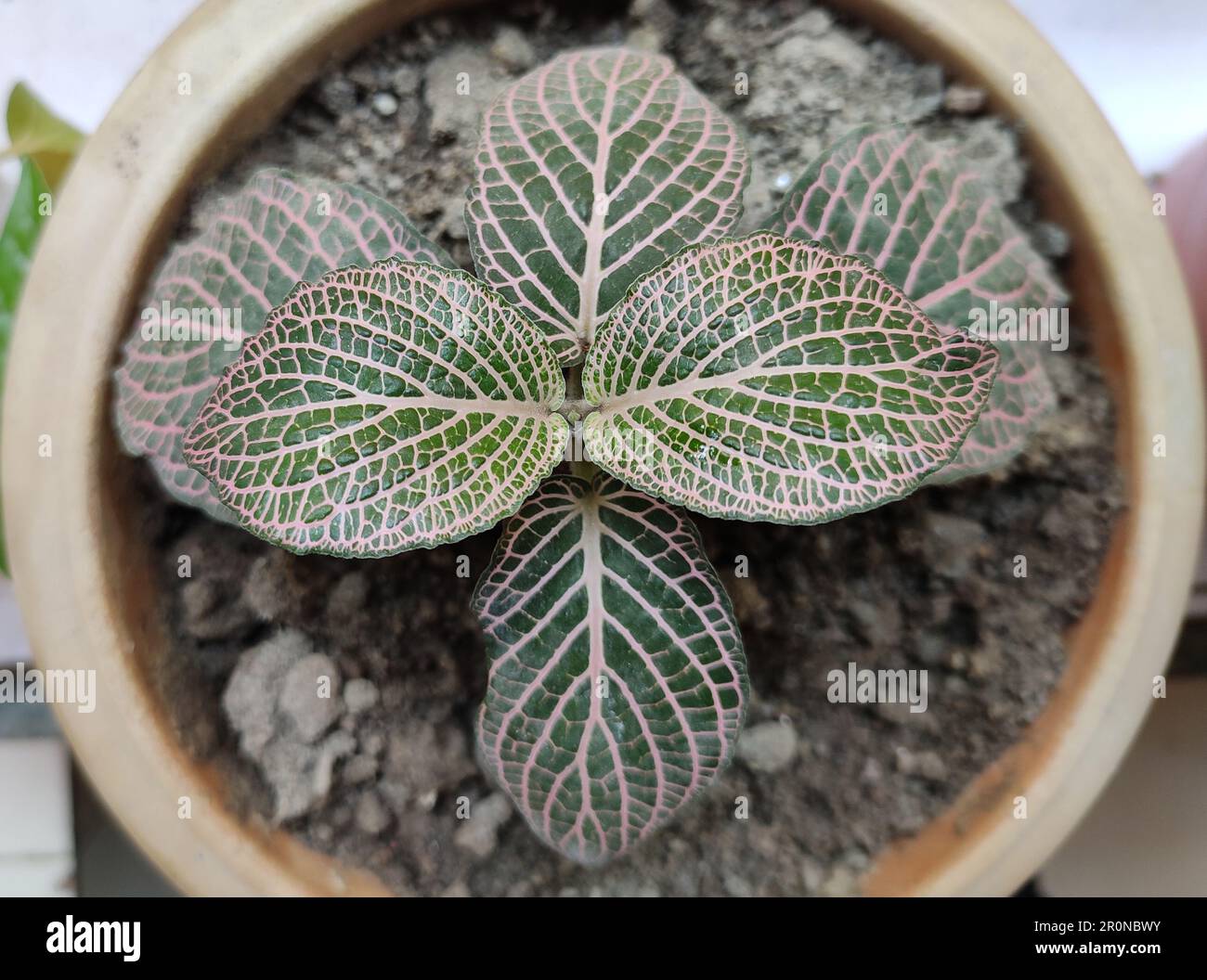 Attractive plant species hi-res stock photography and images - Alamy