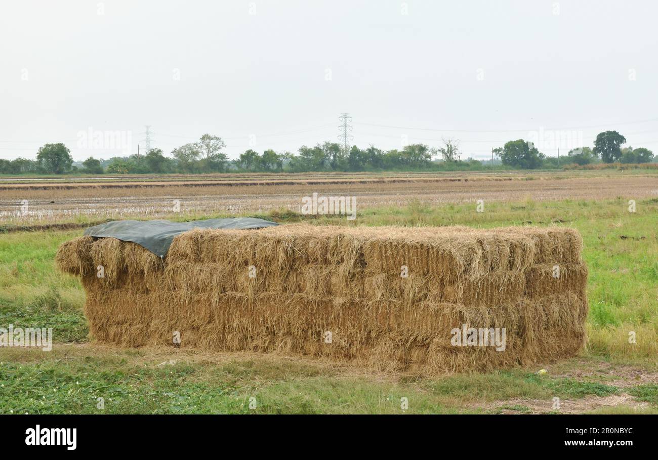 Rice plant food chain hi-res stock photography and images - Alamy