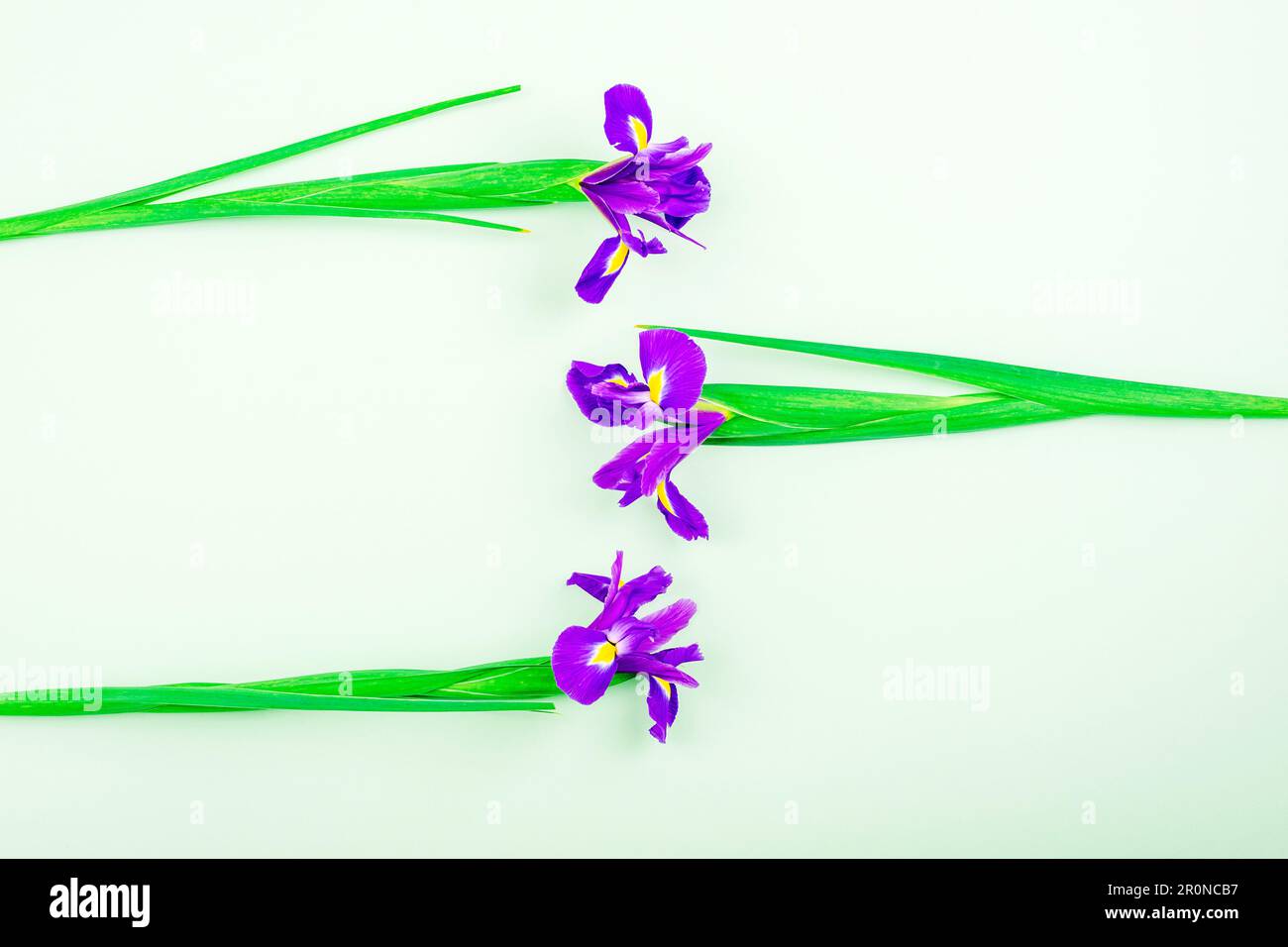 Three purple irises on light green background. Minimal composition. Top ...