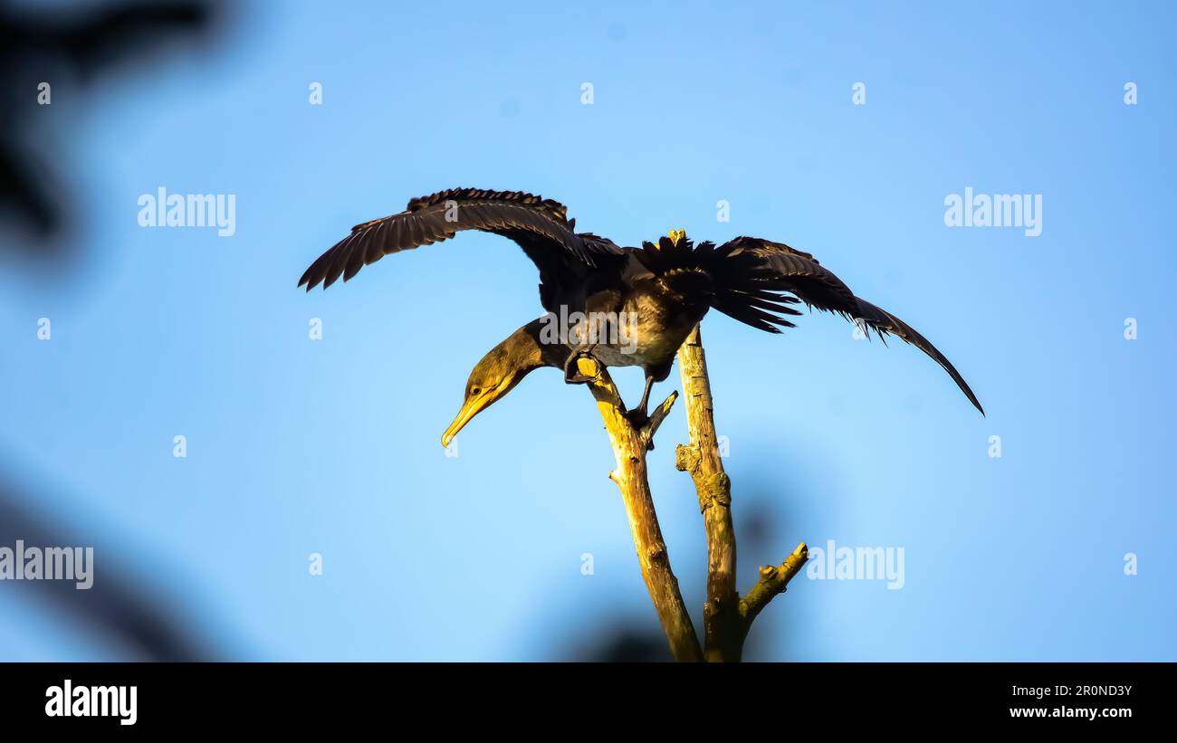 A majestic bird stands atop a tree branch, its wings wide open and ...