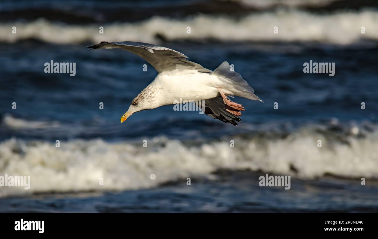 A majestic white bird soaring above a serene ocean, with the gentle ...