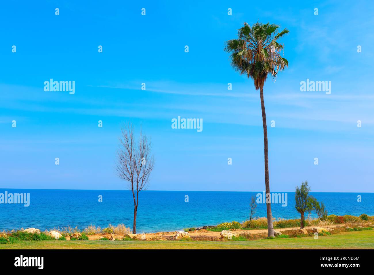 Tropical pam trees hi-res stock photography and images - Alamy