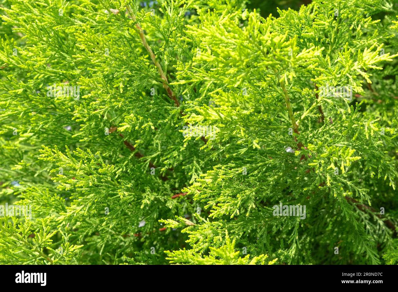 Close up full screen green pine tree leaves background at sunny day ...