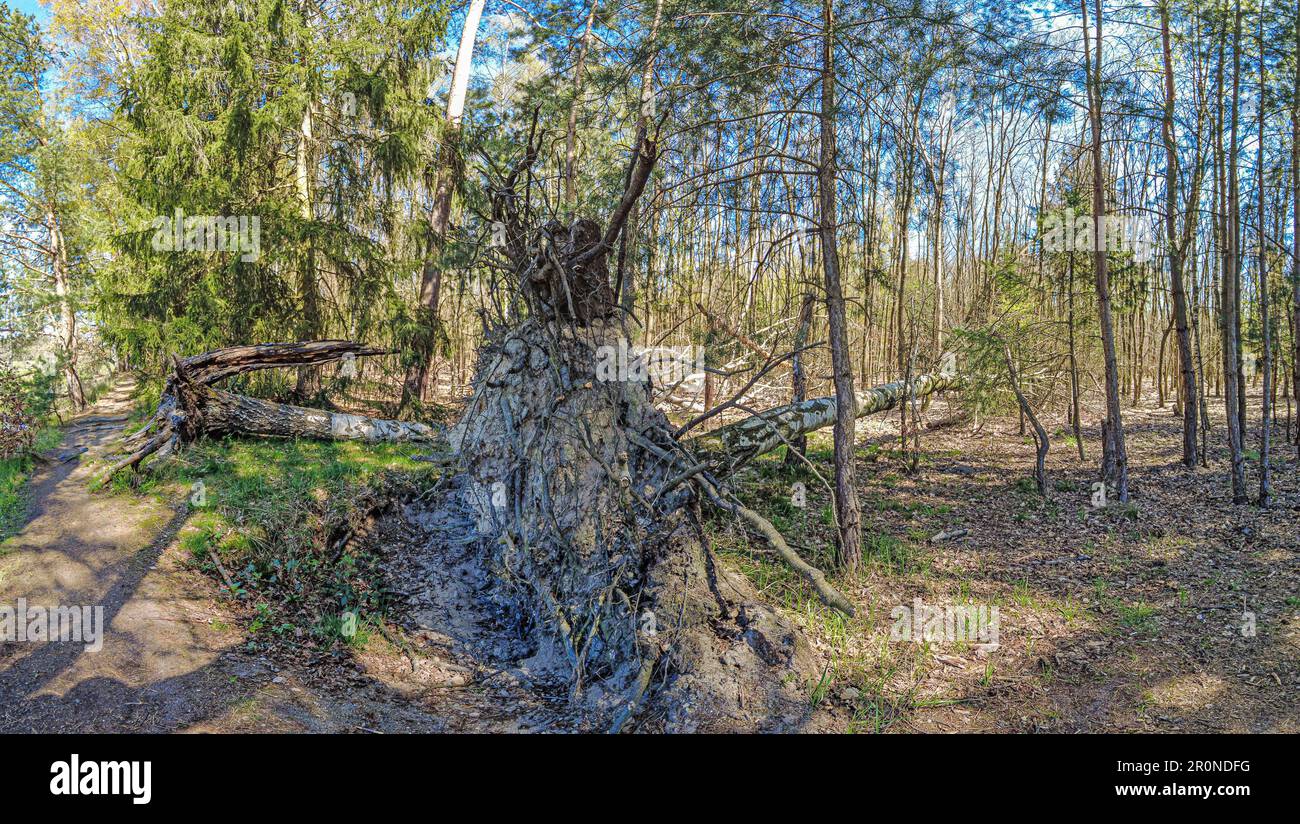 Image of a German forest with drought and storm damage as a result of ...