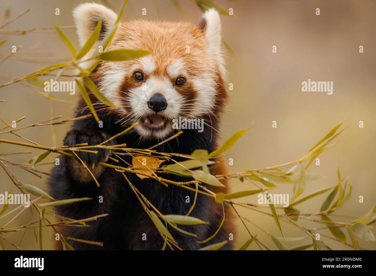 A closeup shot of a red panda with open mouth behind tree branch Stock ...