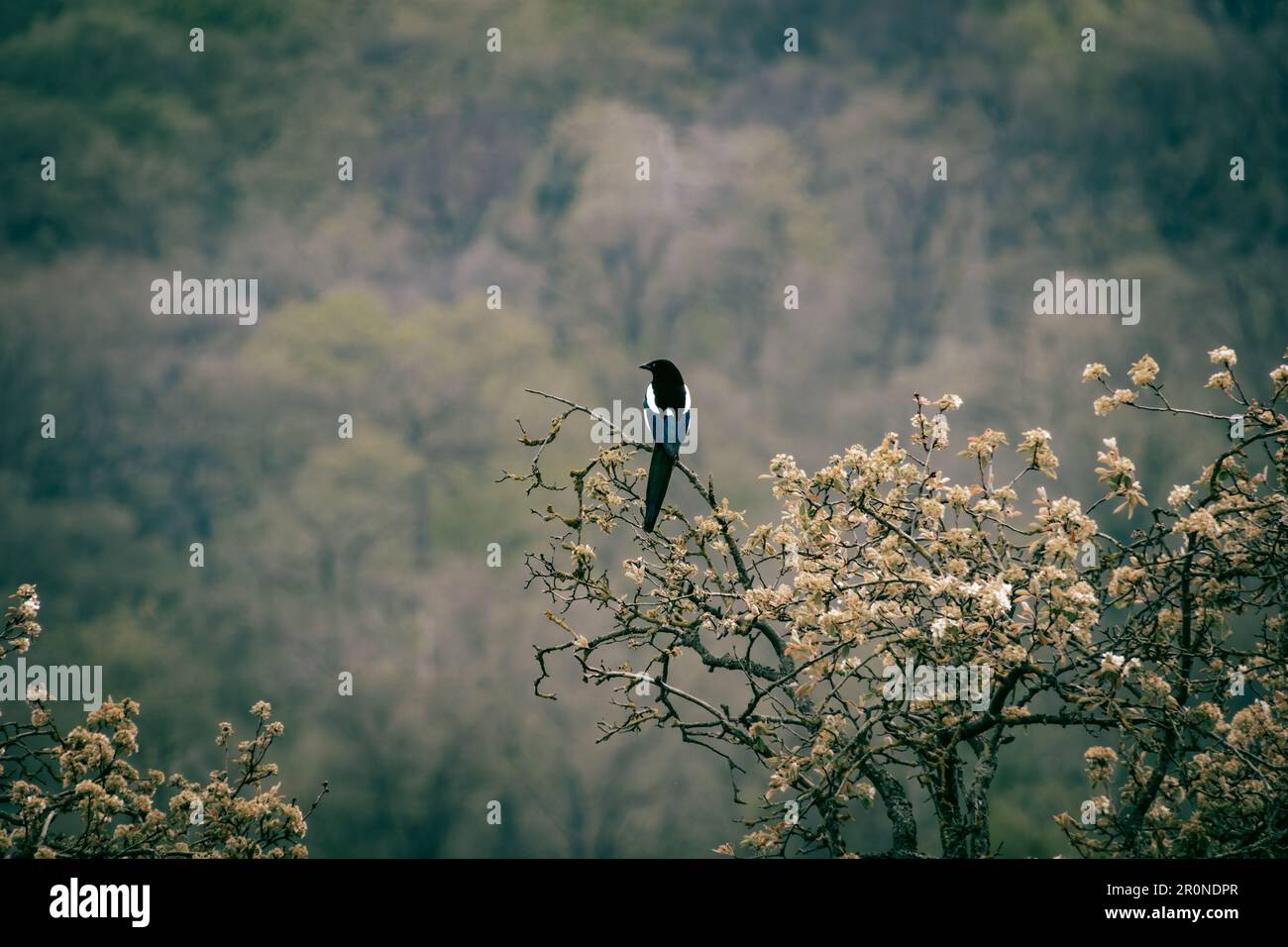magpie sitting on a tree in front of beautiful forest Stock Photo - Alamy
