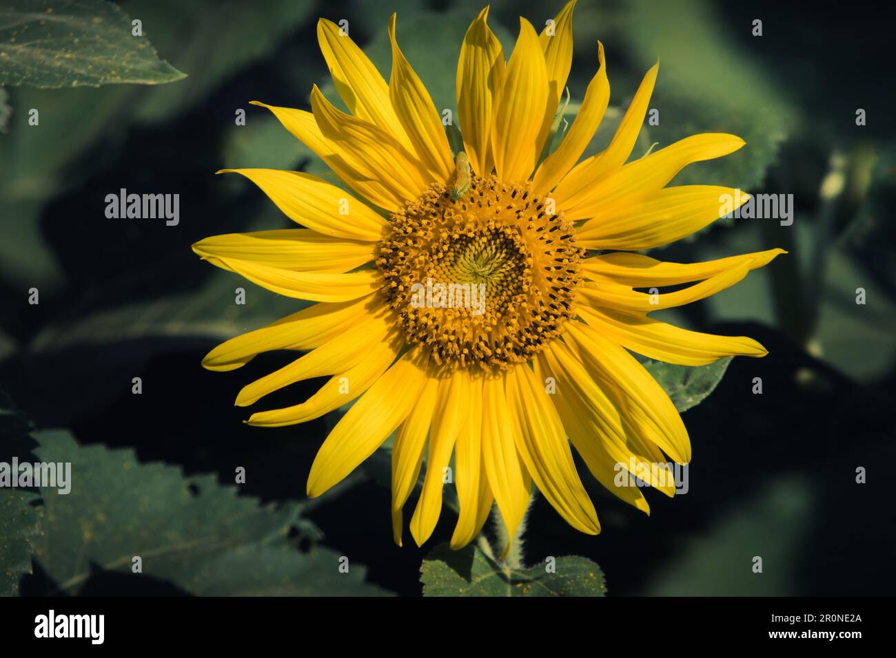 Sun shining sunflower hi-res stock photography and images - Alamy
