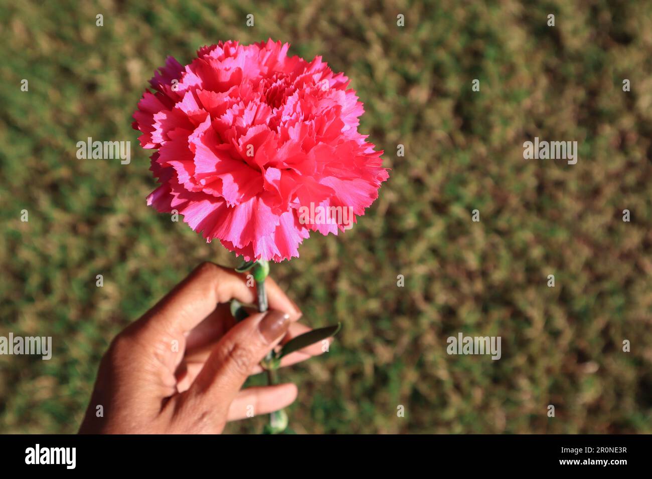 Female holding beautiful Pink Carnation in hand in a garden park with ...
